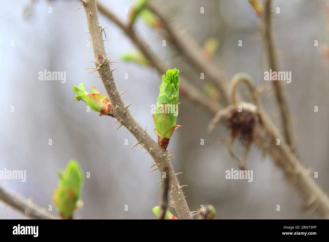 A brown branch of a bush with swelling buds. Young green buds. Small ...