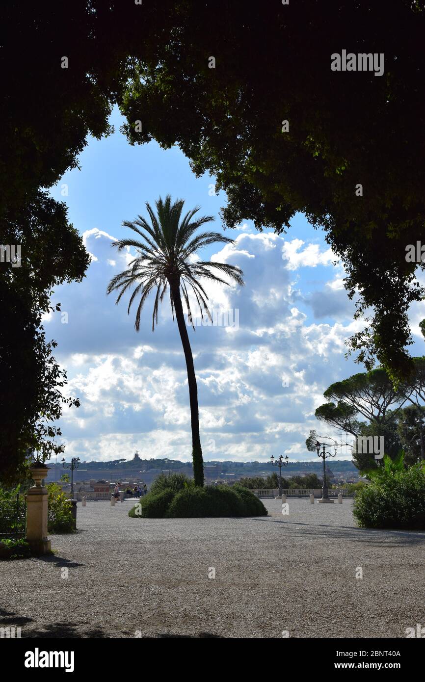 Palm Tree on the Balconata del Pincio in the Villa Borghese Park in the ...