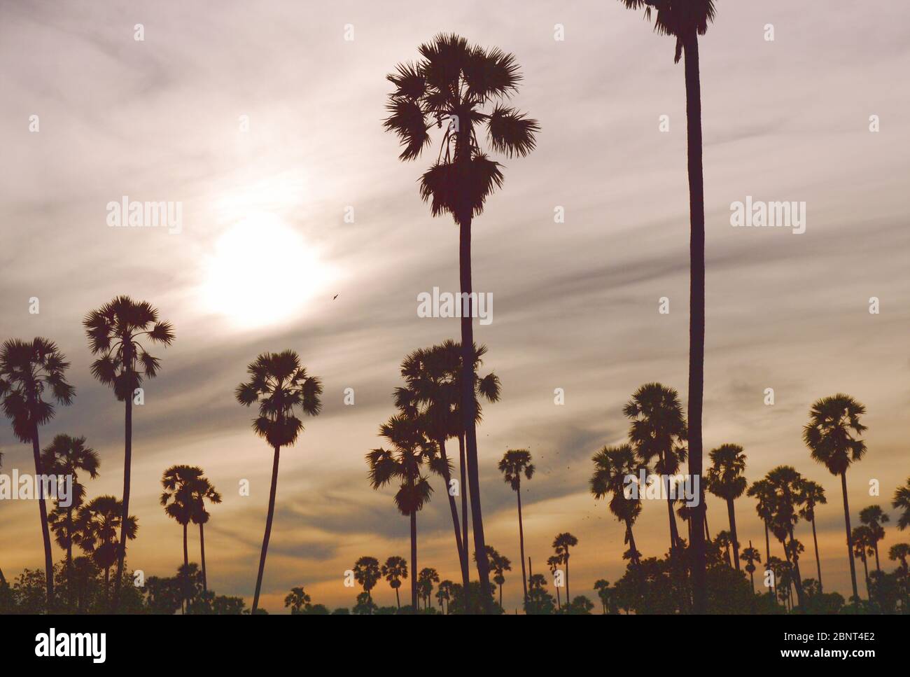 Sugar palm on rice field hi-res stock photography and images - Alamy