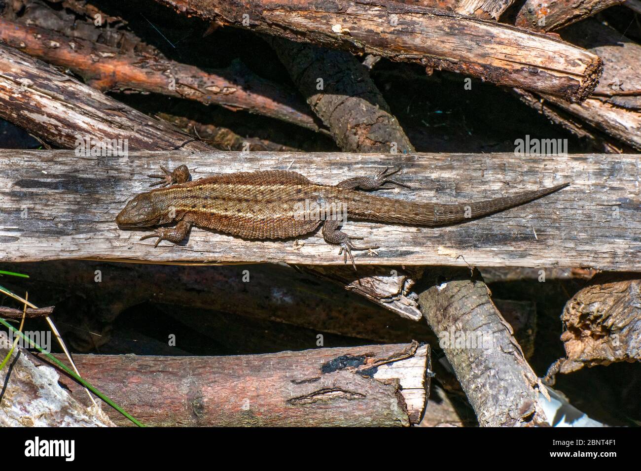 Beautiful brown lizard basks hi-res stock photography and images - Alamy