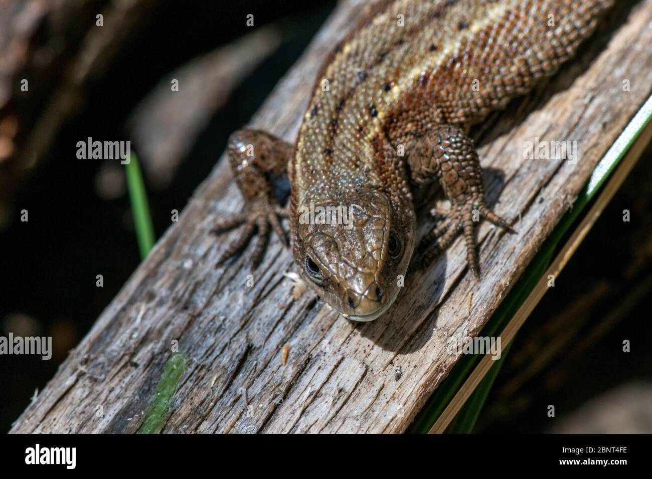 lizard basks in the sun. close up Stock Photo - Alamy
