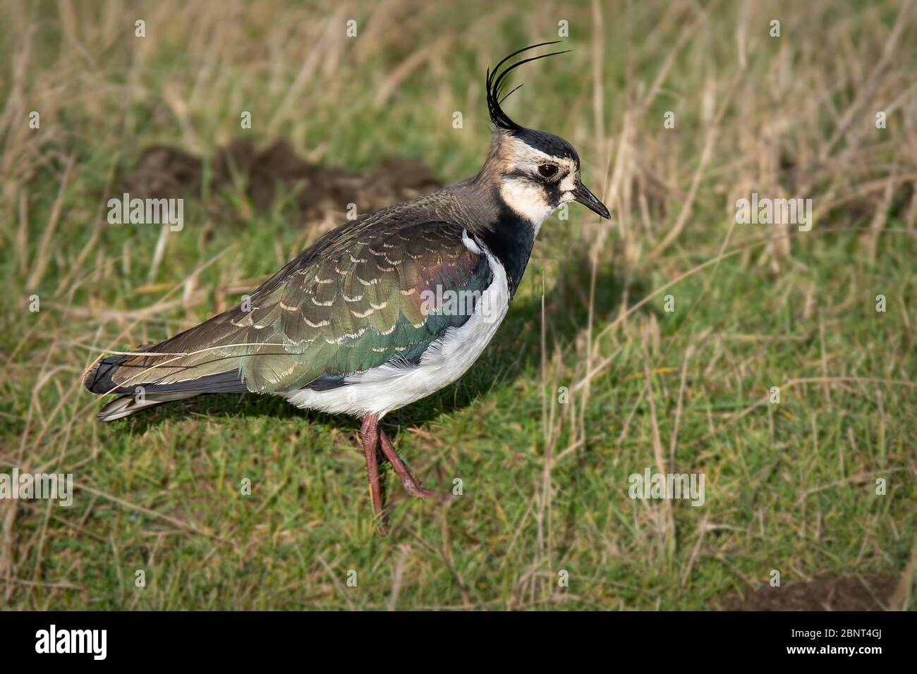 Peewit bird hi-res stock photography and images - Alamy