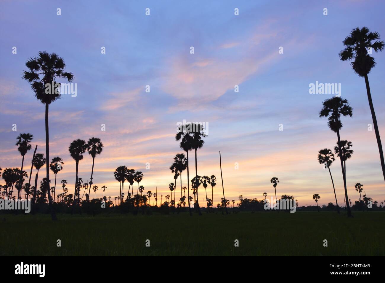 Toddy tree hi-res stock photography and images - Alamy