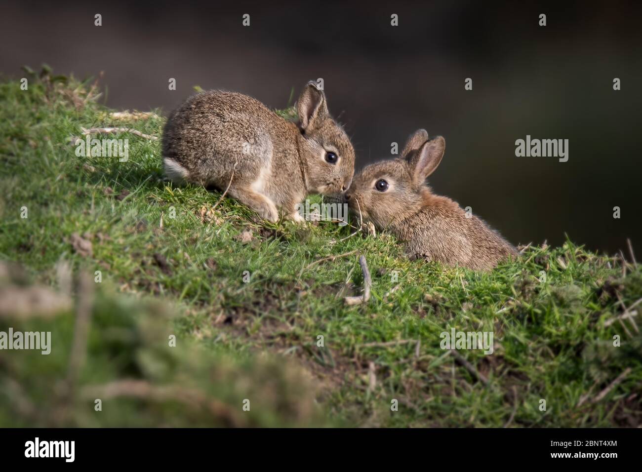 Two Cute Rabbits High Resolution Stock Photography and Images - Alamy