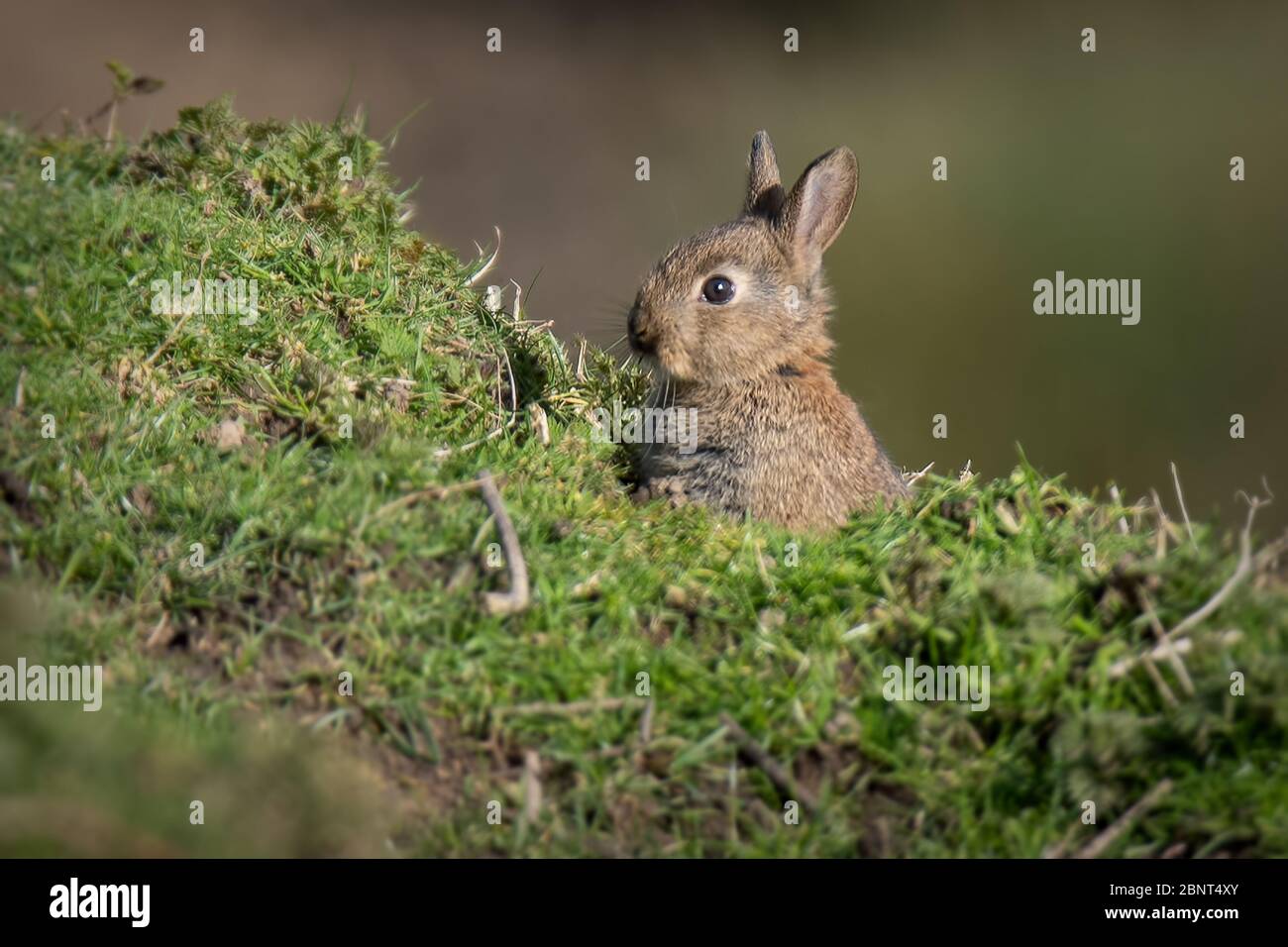 Kits rabbit hi-res stock photography and images - Alamy