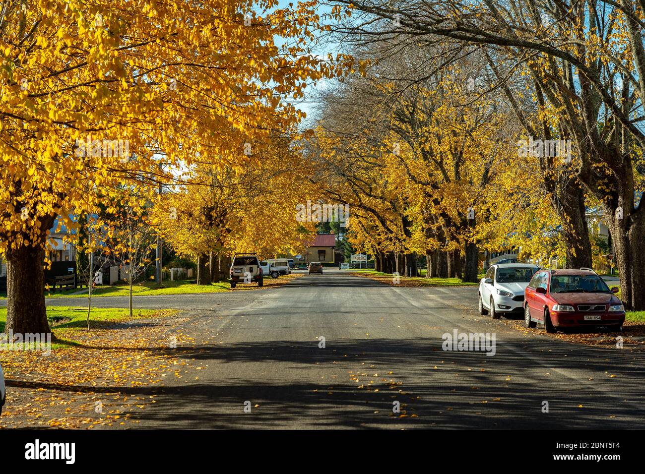 Tree trentham hi-res stock photography and images - Alamy