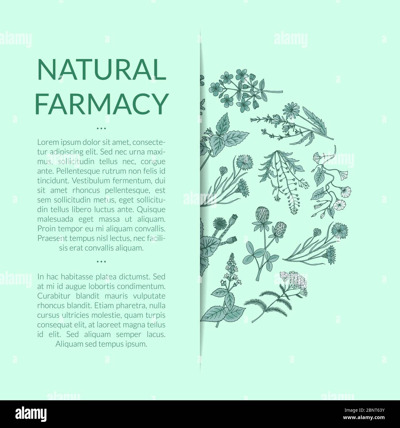 Vector hand drawn medical herbs Stock Vector Image & Art - Alamy