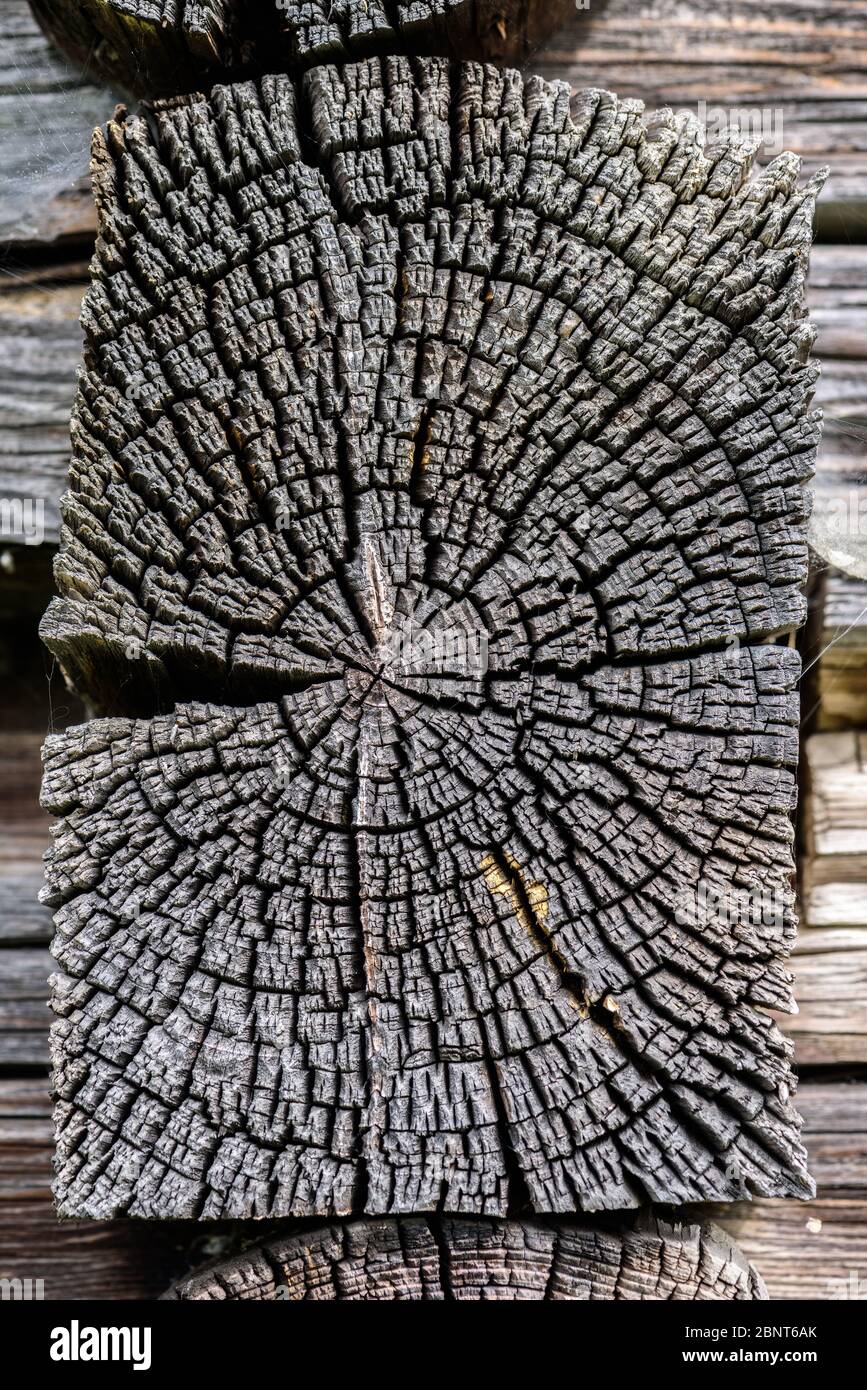 Building detail. Section of the old pine tree trunk with annual rings ...