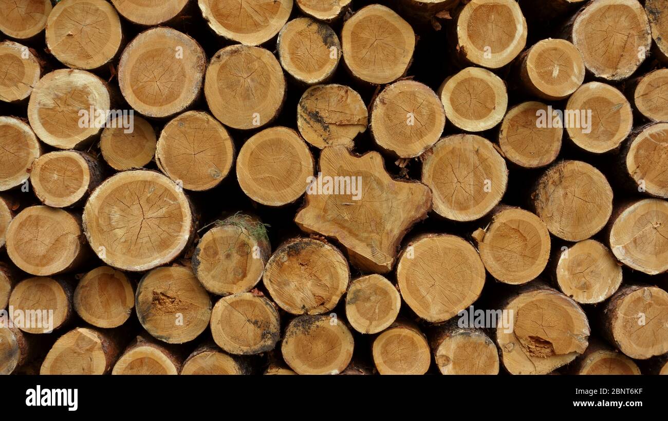 Stack of logs, raw wood colour and texture Stock Photo - Alamy