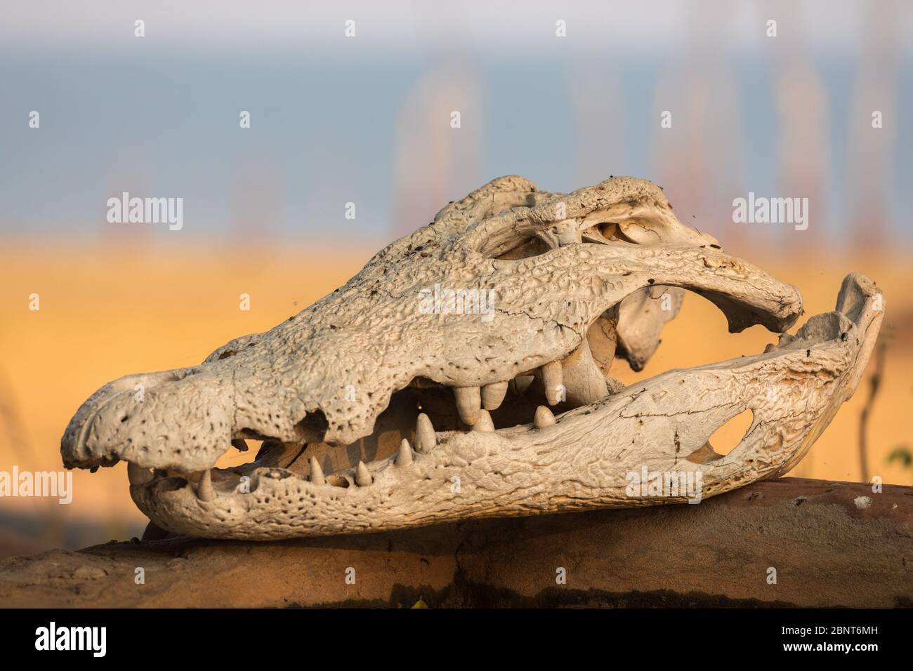 Crocodile skulls hi-res stock photography and images - Alamy
