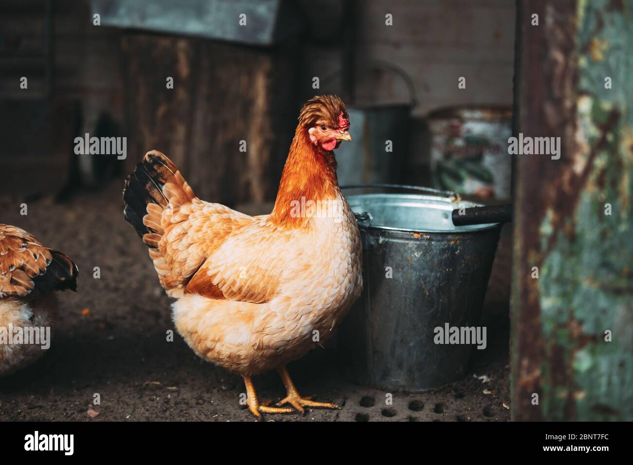 Rustic rural hen hi-res stock photography and images - Alamy