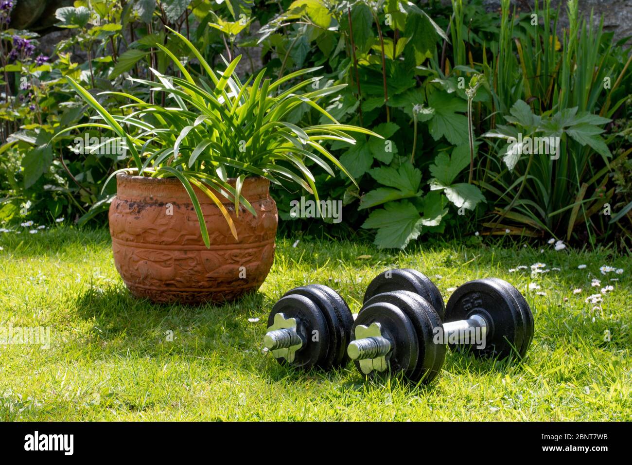 A set of dumbbell weights in a natural garden gym during lockdown Stock ...