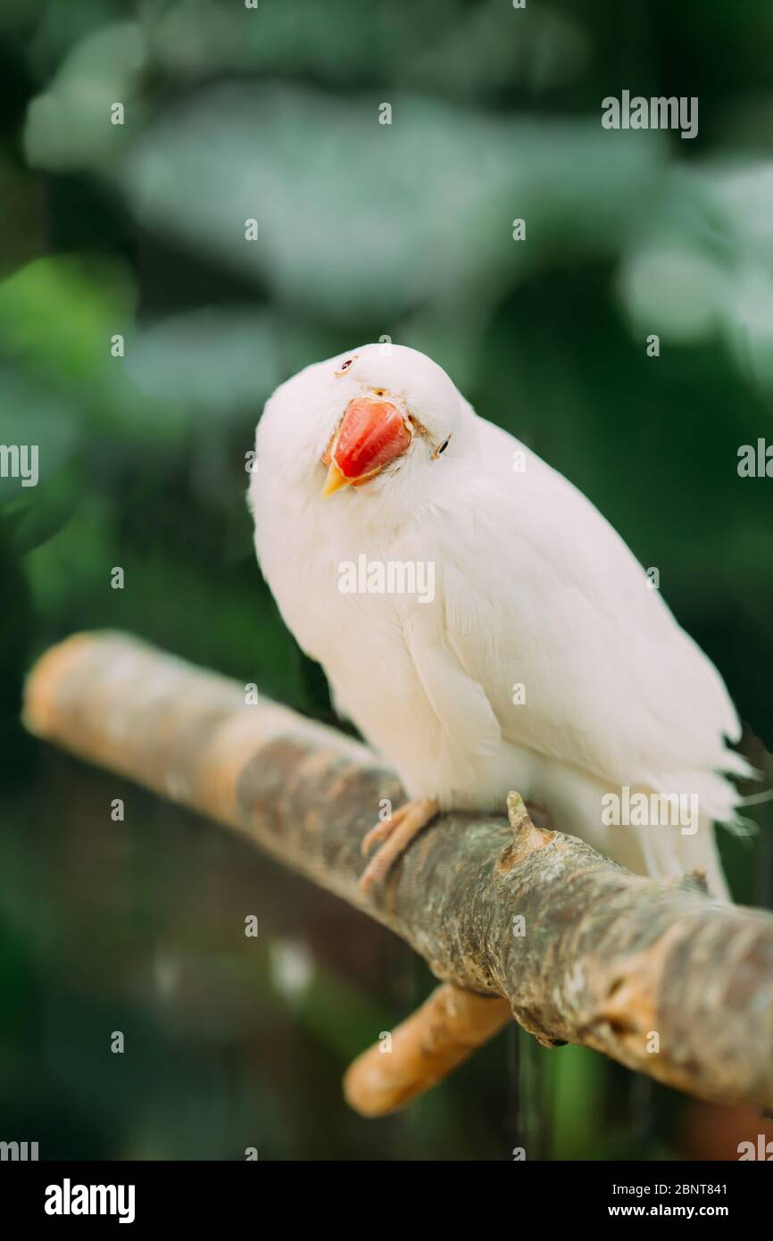 Albino Parakeets
