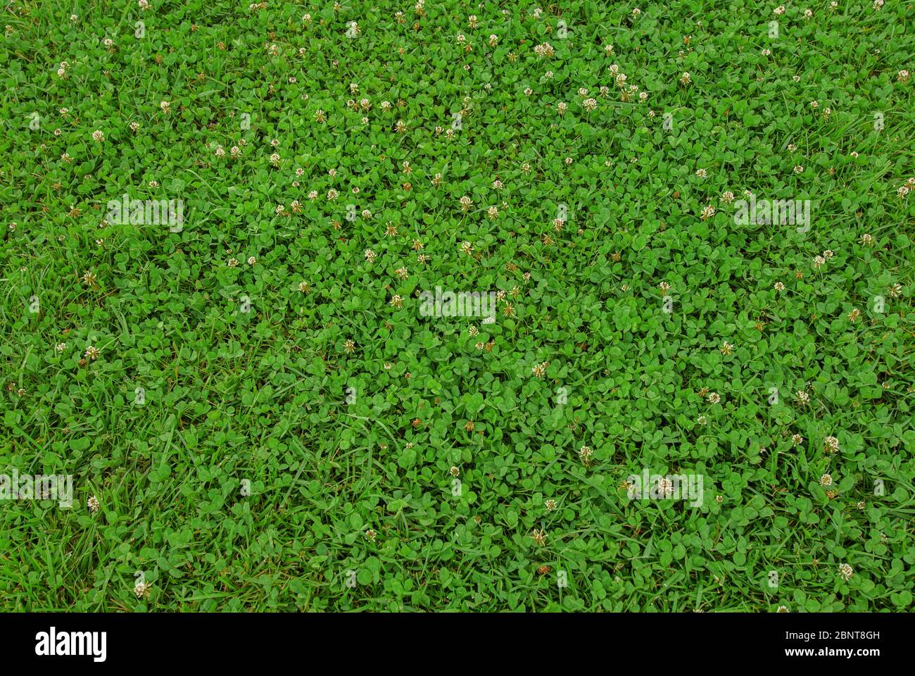 A greenish clover field natural background texture Stock Photo - Alamy