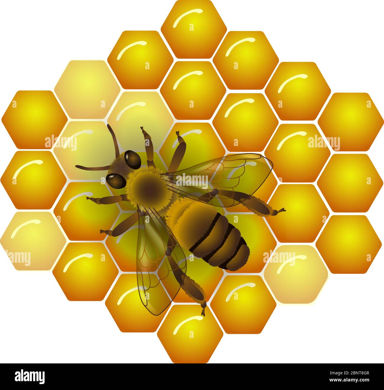 Realistic bee Cut Out Stock Images & Pictures - Alamy