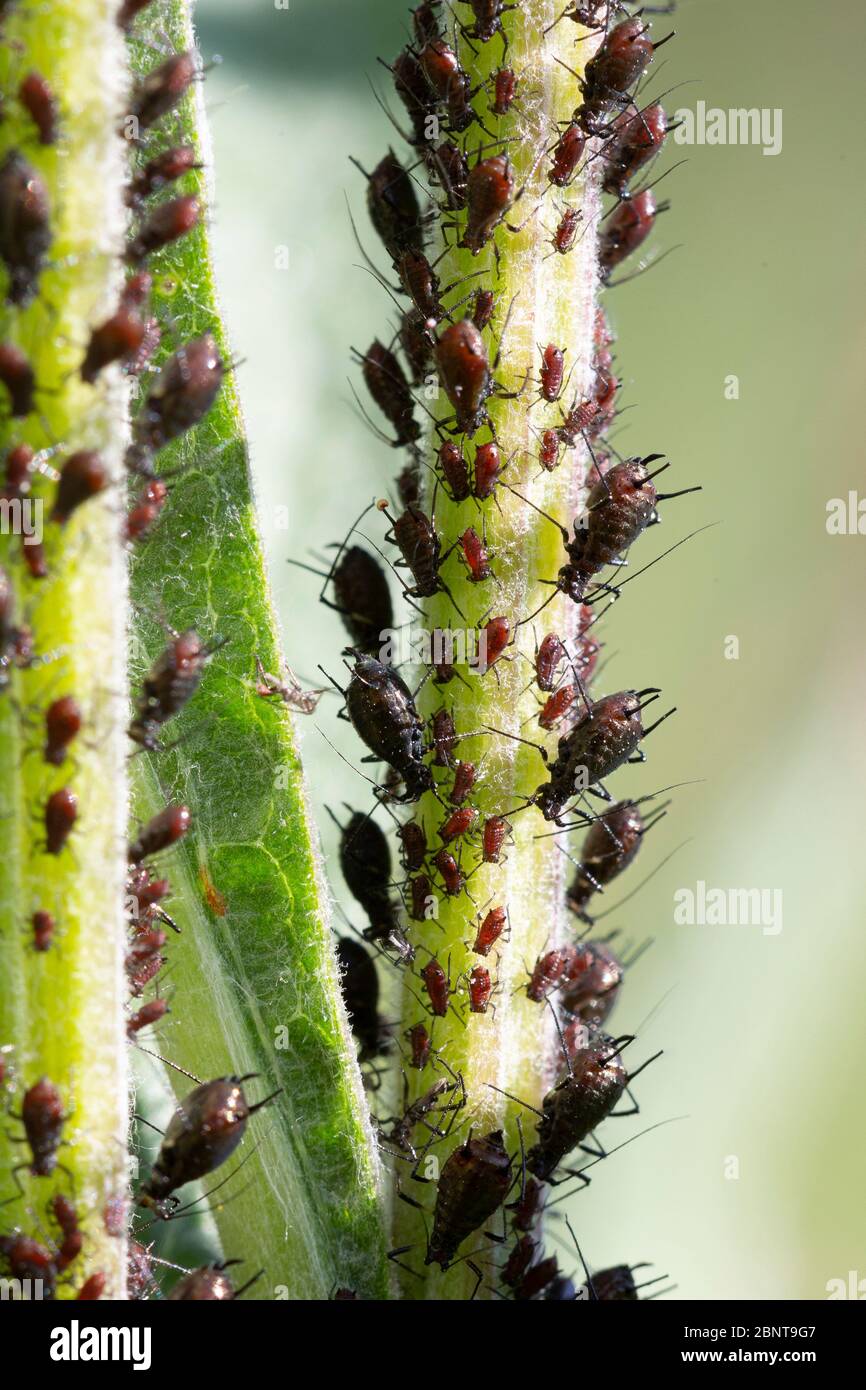 Black aphids hi-res stock photography and images - Alamy