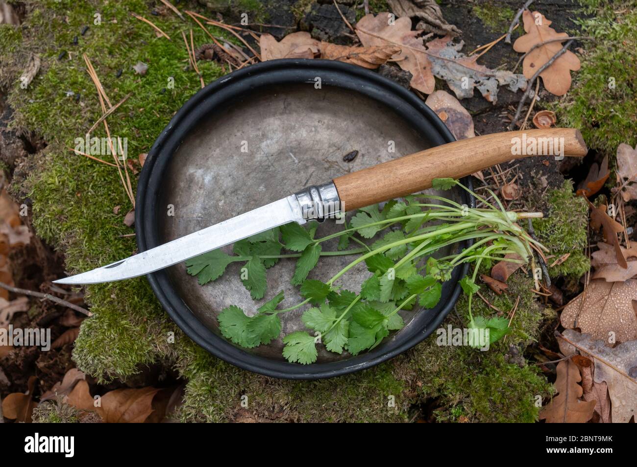 Folding knife with a long and narrow blade. Knife with a wooden hand ...