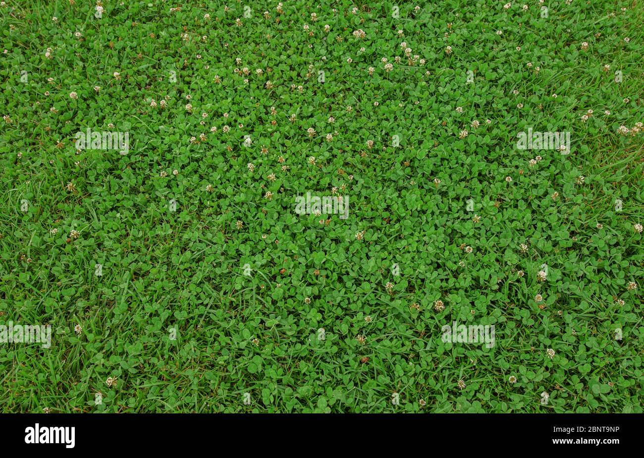 A greenish clover field natural background texture Stock Photo - Alamy