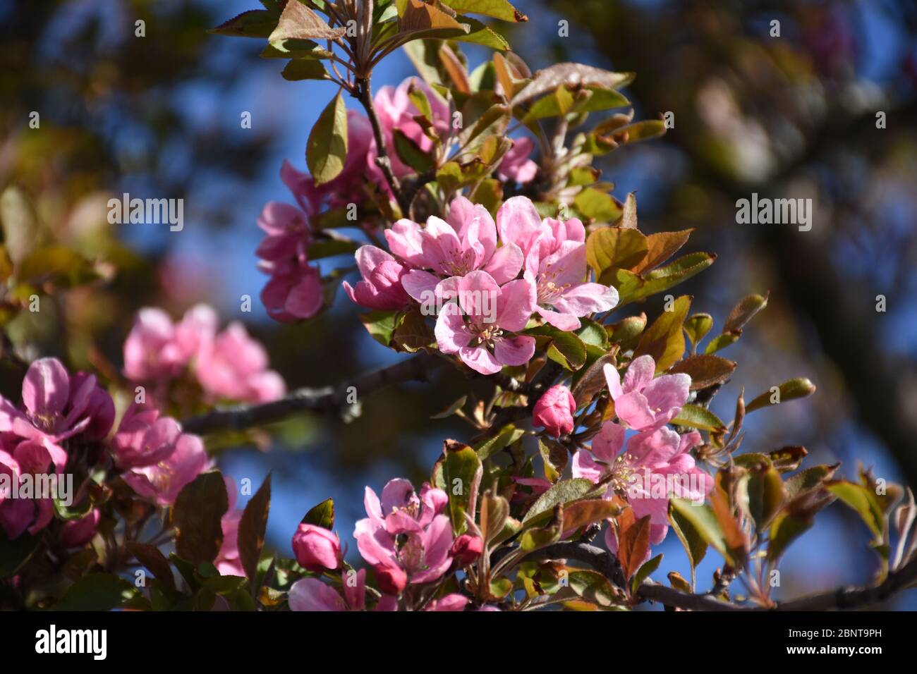 Very pretty pink cherry blossoms on a tree flowering Stock Photo - Alamy