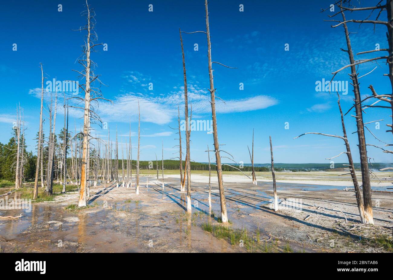 tree in geyser area in yellowstone National park,Wyoming,usa Stock ...