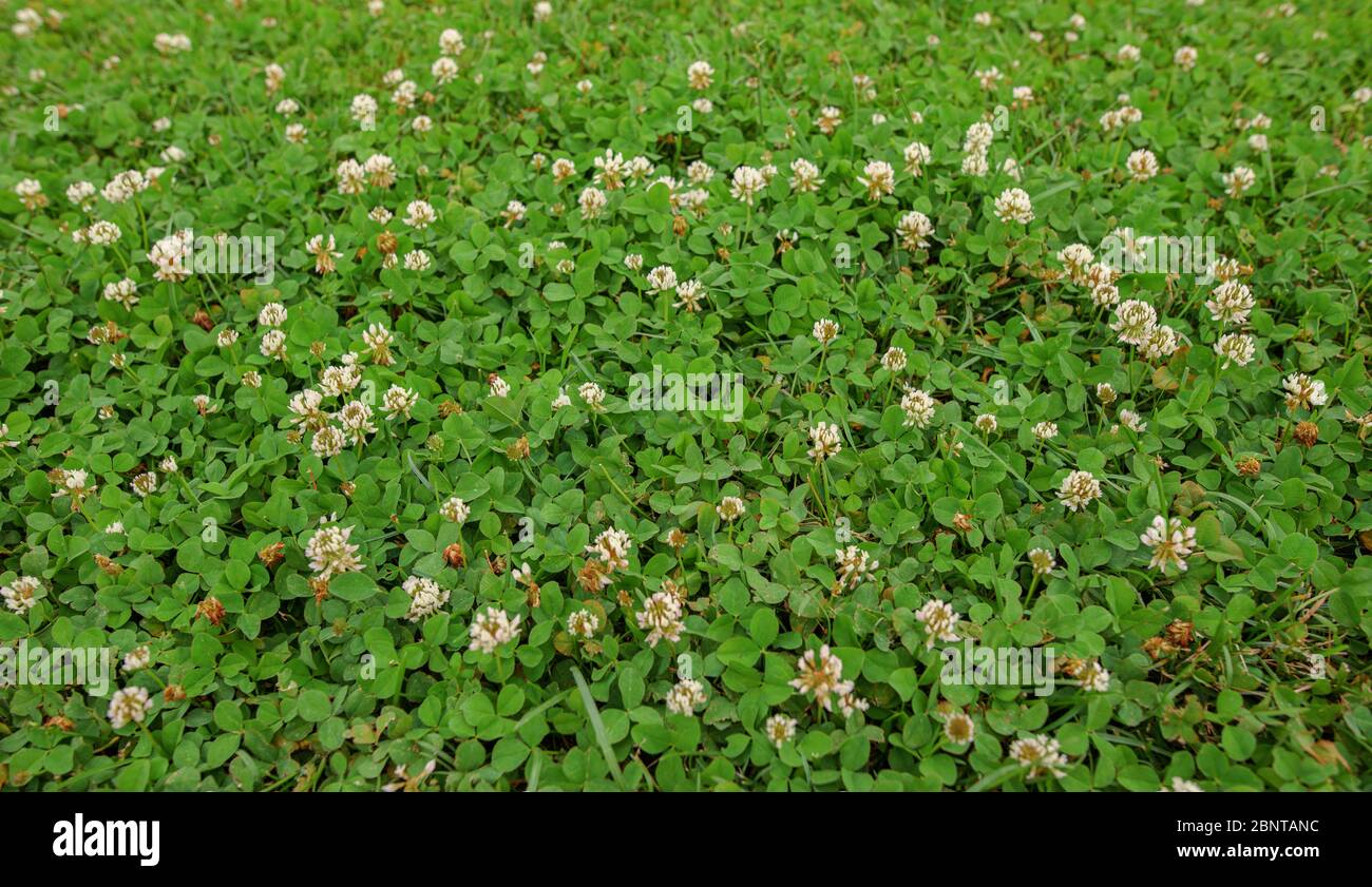 A greenish clover field natural background texture Stock Photo - Alamy