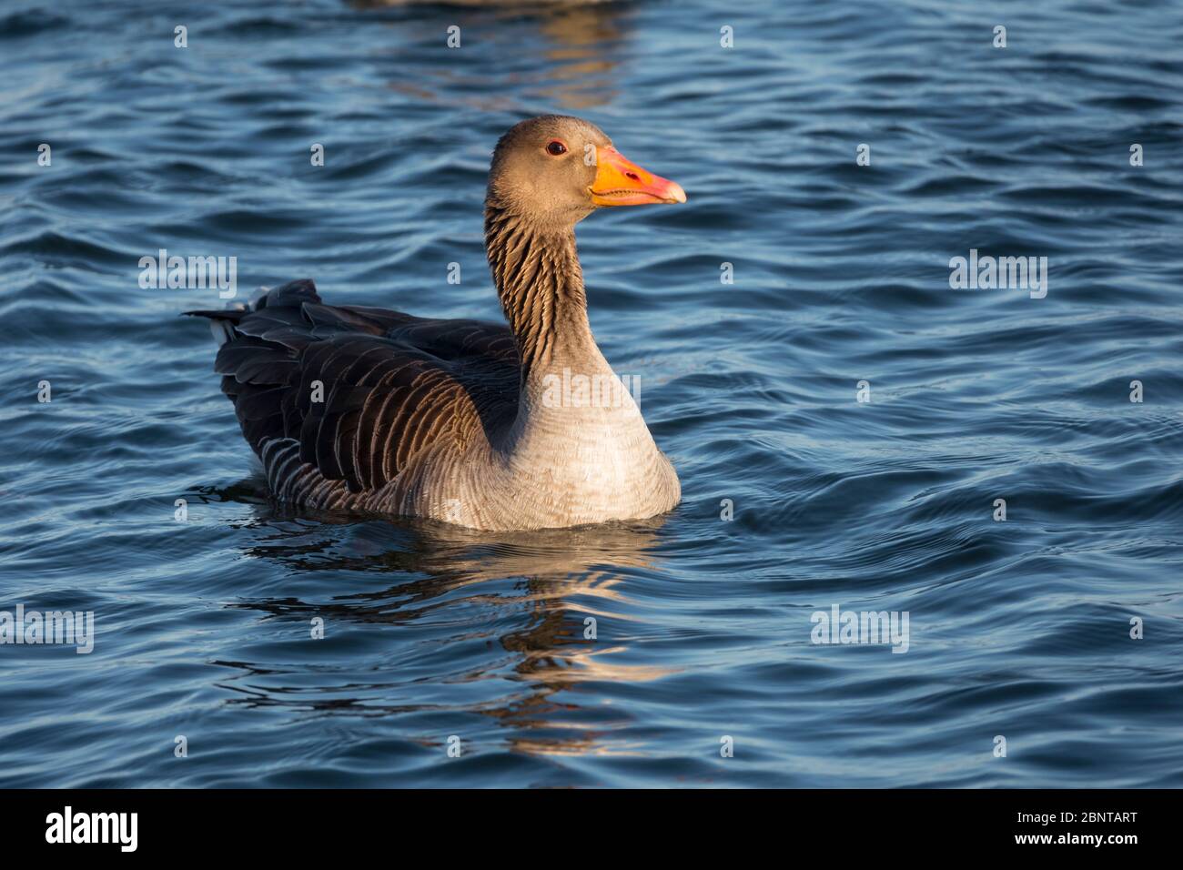a wild goose or anser anser bird in the haringvliet in holland Stock ...