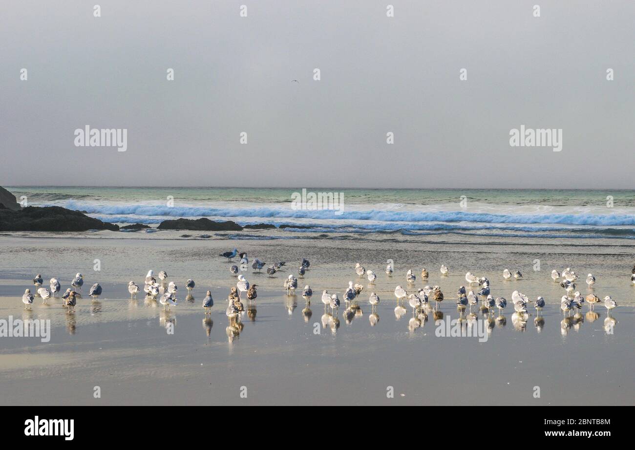 Usa oregon ecola state hi-res stock photography and images - Alamy