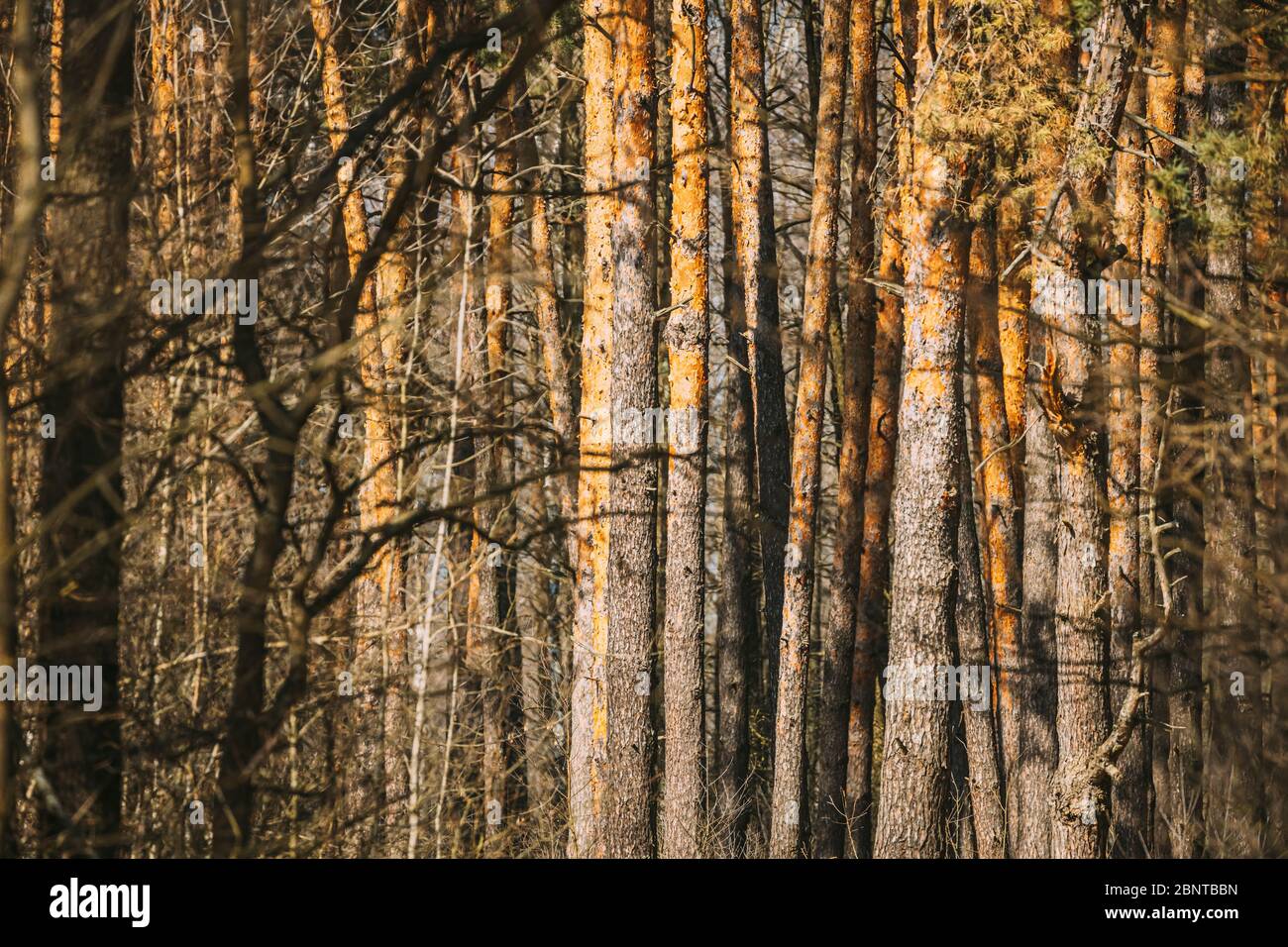 Spring Coniferous Forest In Sunny Day. Pines Trees Woods Stock Photo ...