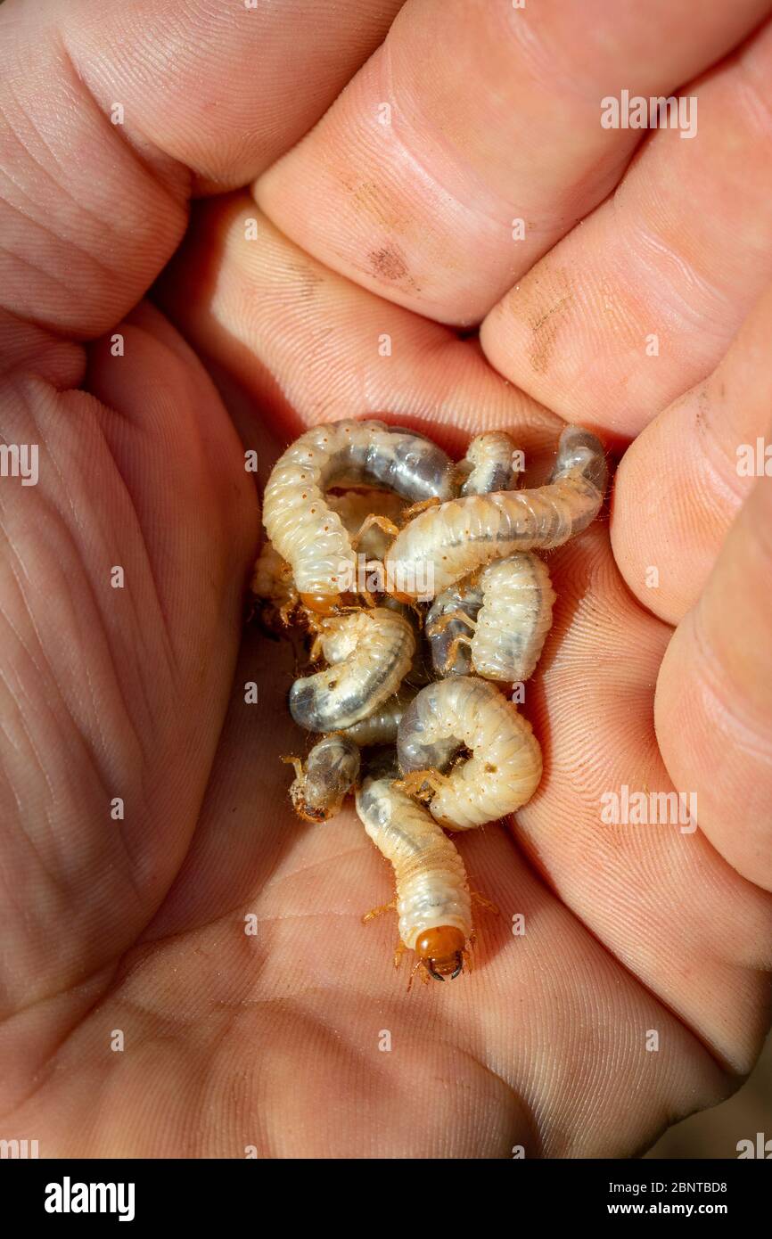 Chafer beetle larvae hi-res stock photography and images - Alamy