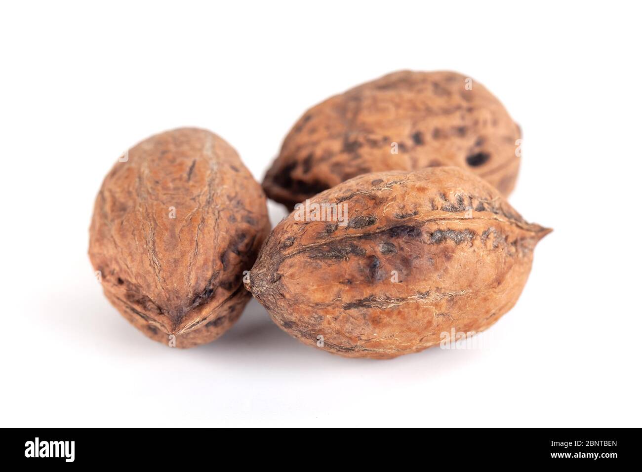 wild walnuts isolated on a white background Stock Photo - Alamy