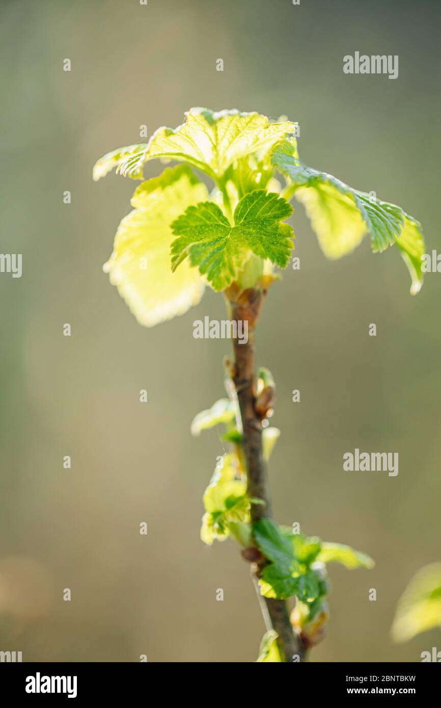 Blackcurrant shrub hi-res stock photography and images - Alamy