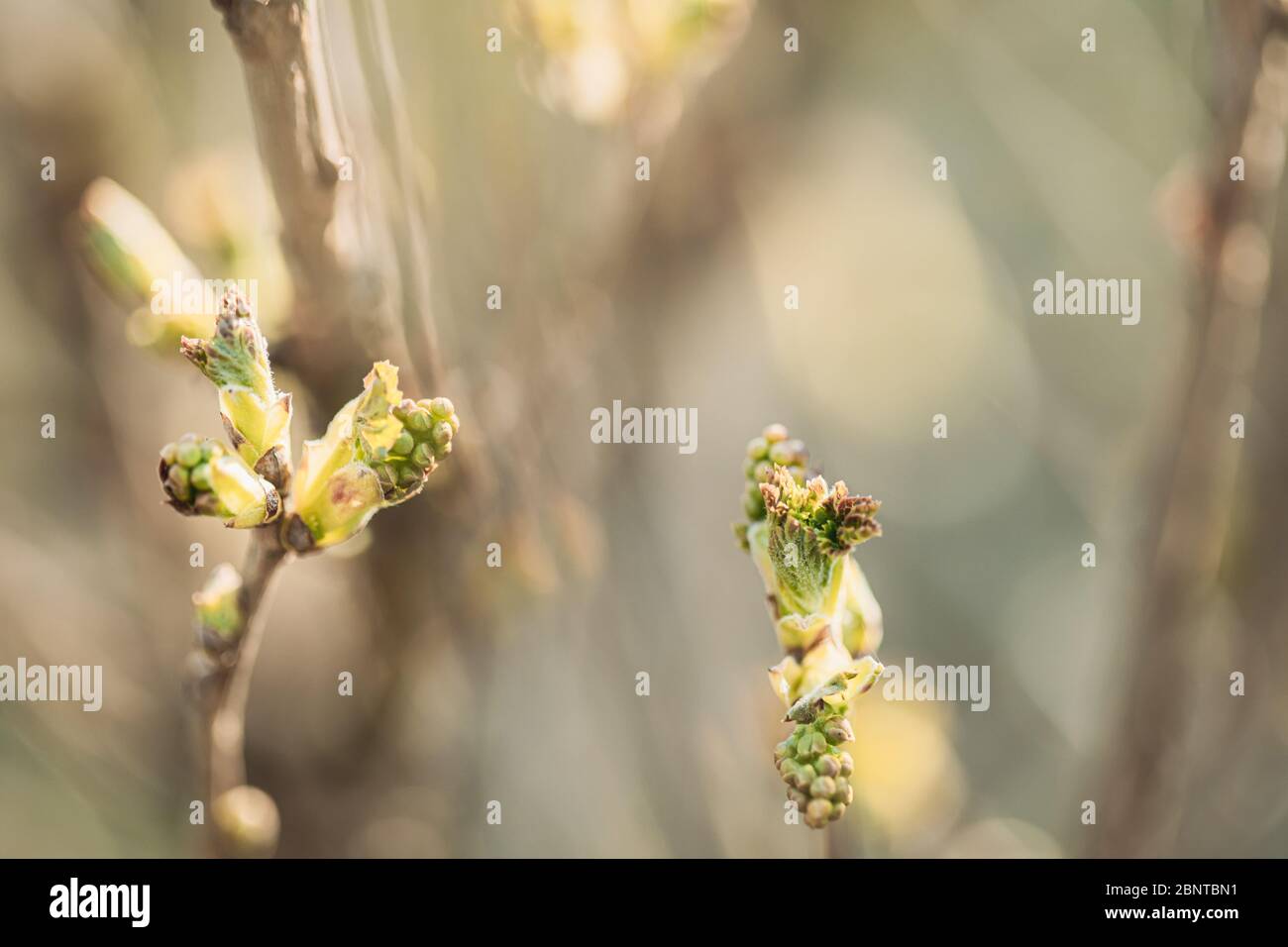 Ribes Rubrum Or Red Currant, Redcurrant. Young Spring Green Leaf Leaves ...
