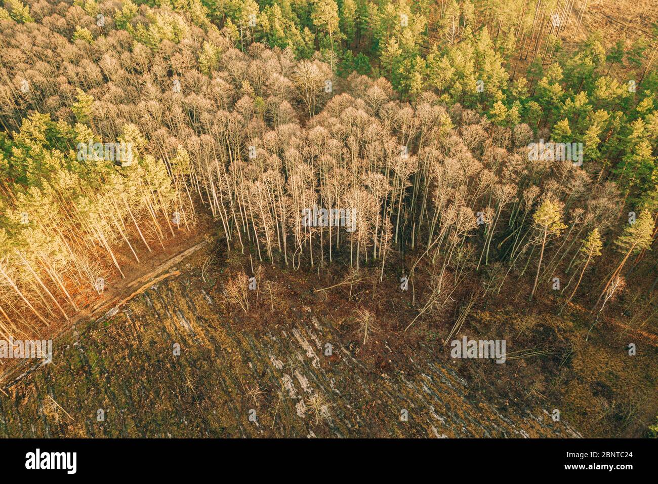 Protection from deforestation hi-res stock photography and images - Alamy