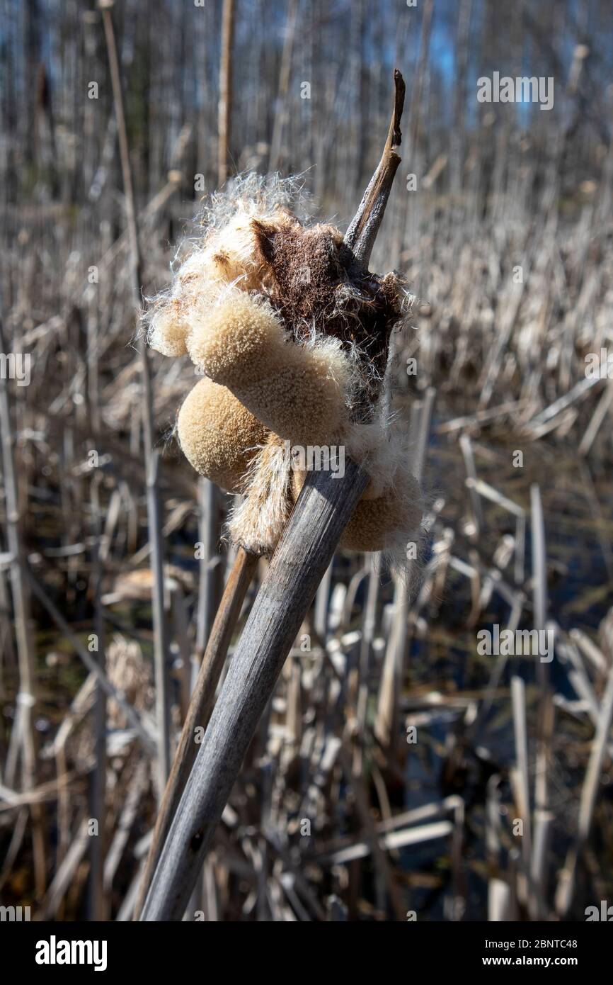 Typha latifolia seed head, Finland Stock Photo - Alamy