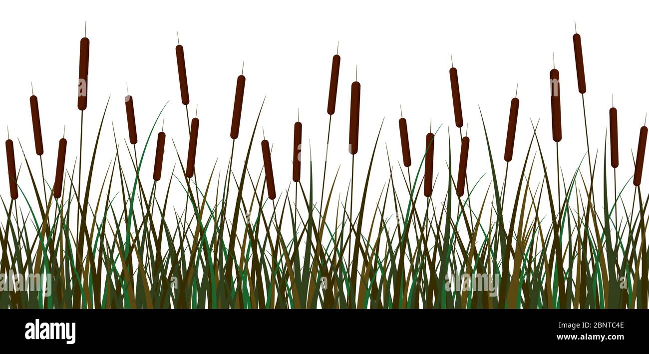 Swamp reeds background. Green swamp reed brown inflorescences bush with foliage Stock Vector ...