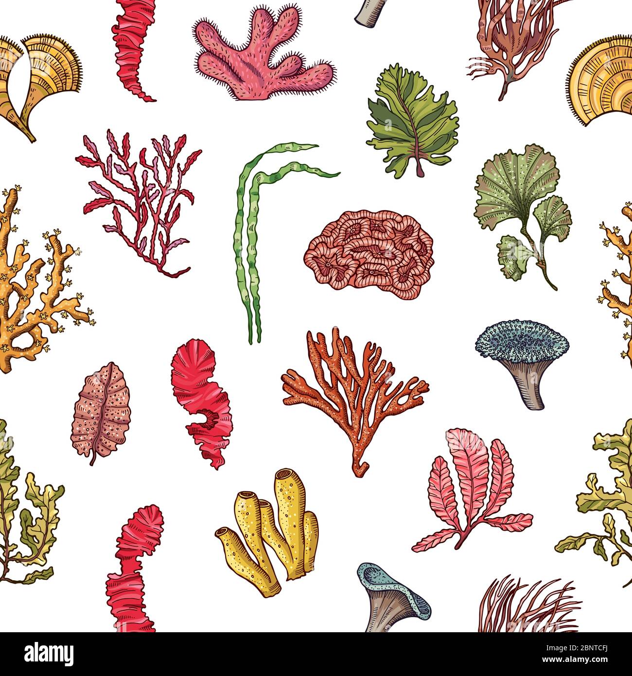Vector hand drawn seaweed elements pattern or background illustration ...