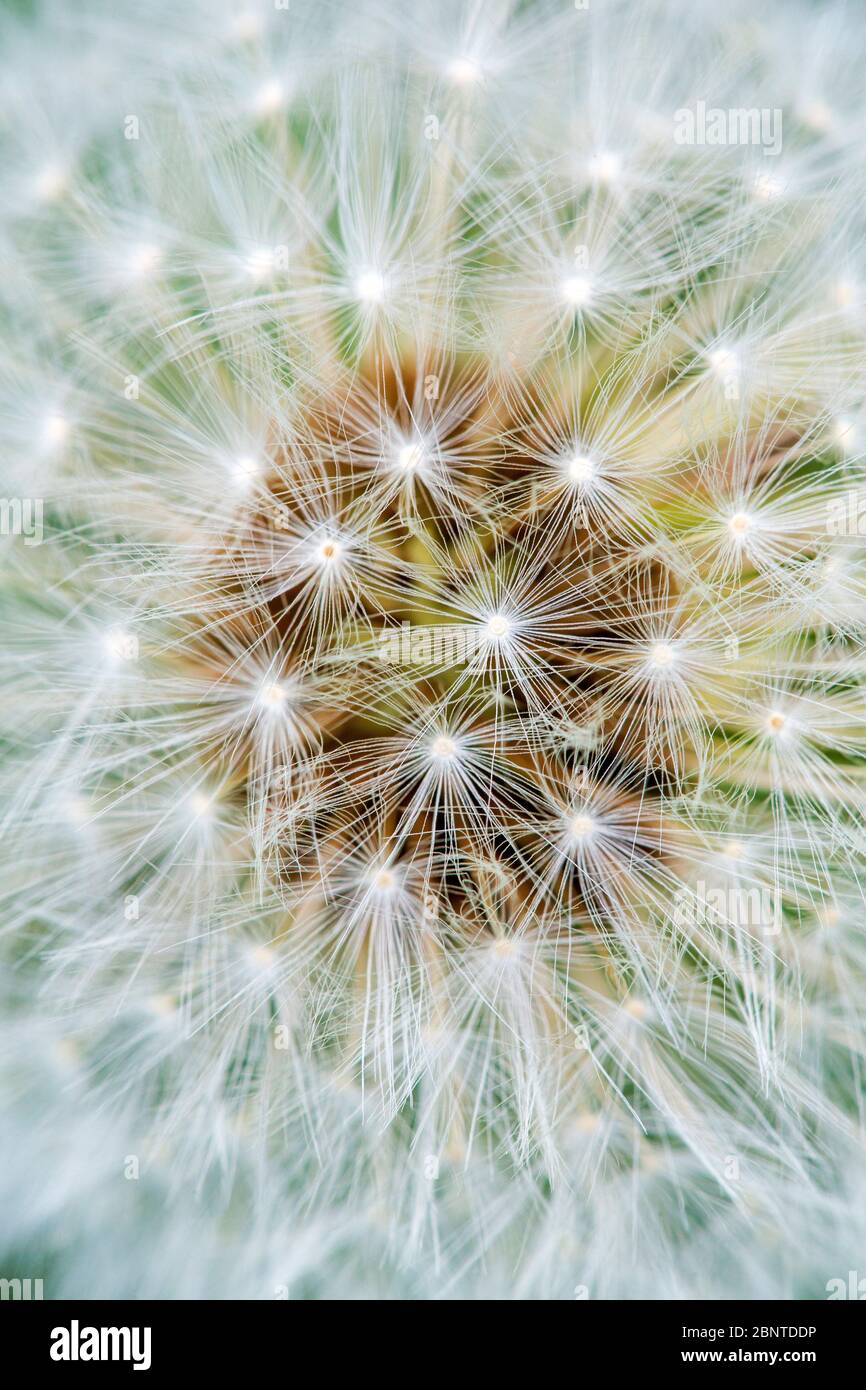 Detail of a Dandelions seed head (Taraxacum officinale) showing a ...
