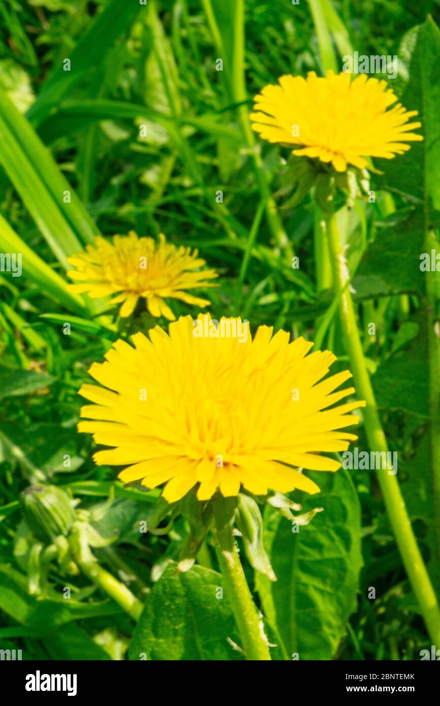 Yellow dandelions in the green grass. The first spring flowers. Close ...