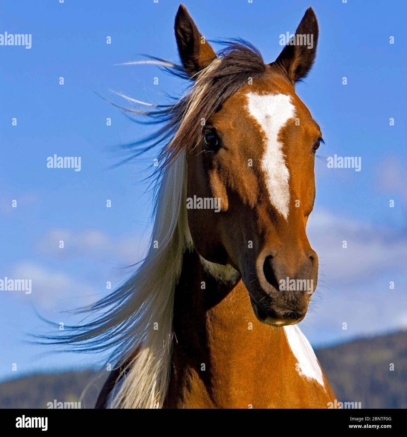 Pinto arabian horse hi-res stock photography and images - Alamy