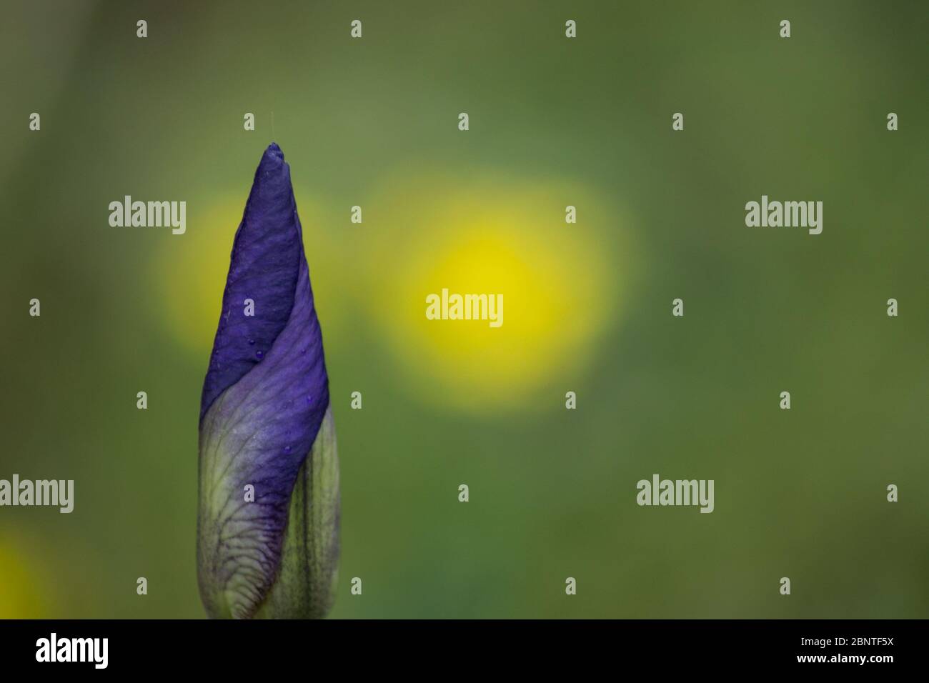 Blue iris flower starting to bloom, beautiful bokeh and green ...