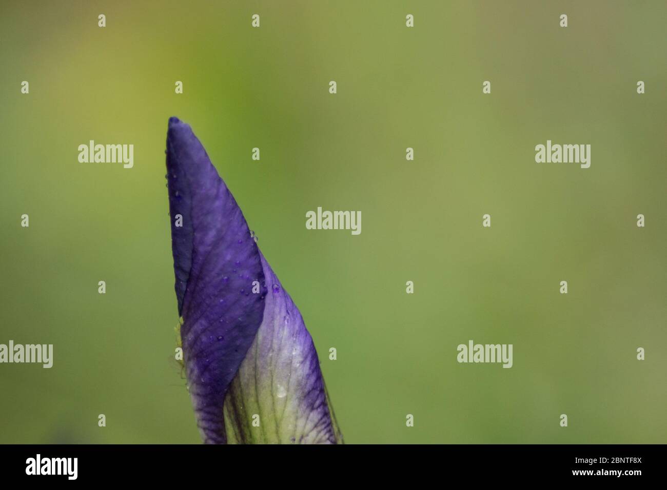 Blue iris flower starting to bloom, beautiful bokeh and green ...