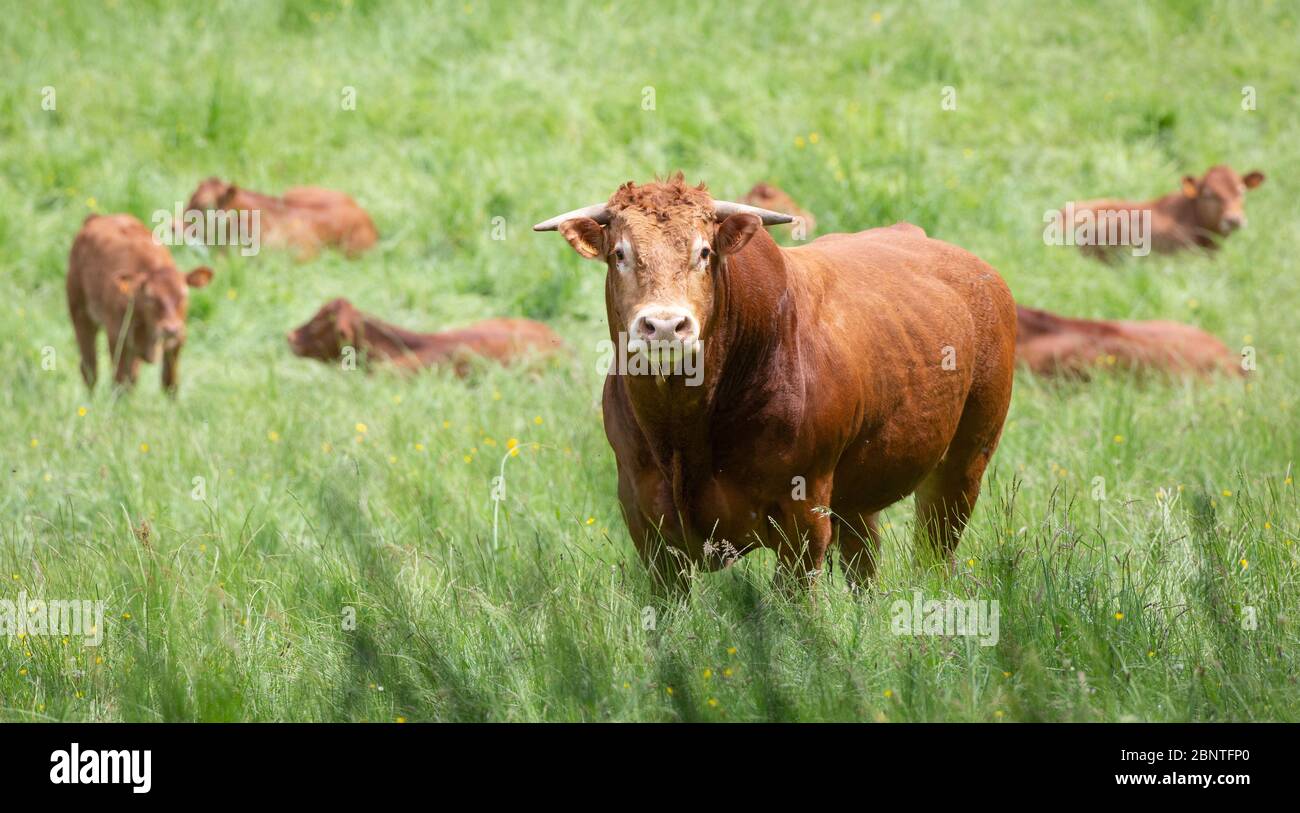 A Limousin Bull cow in front of some calves Stock Photo - Alamy
