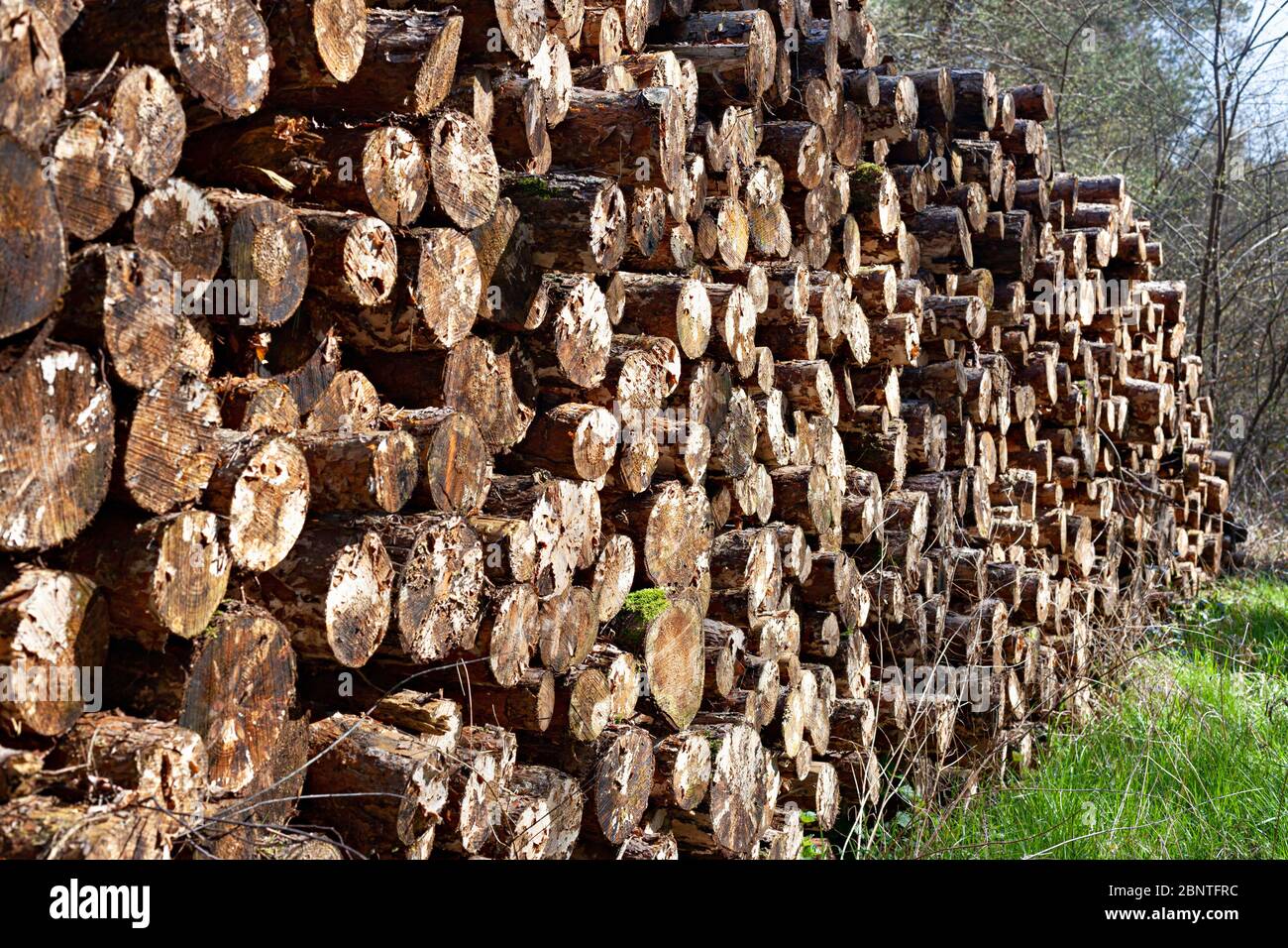 Forest pine and spruce trees. Log trunks pile, the logging timber wood ...
