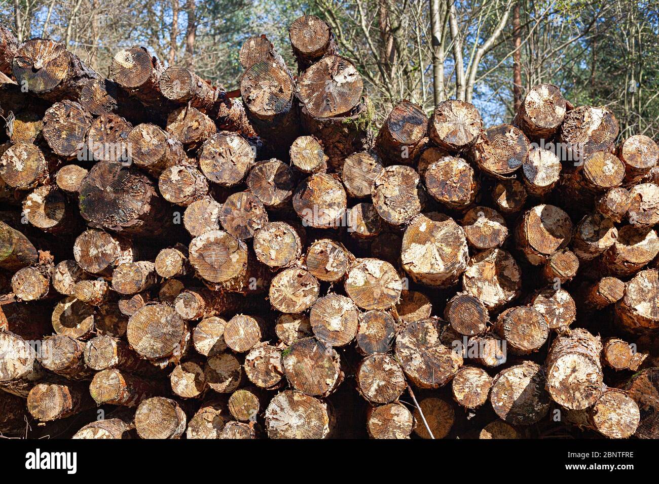 Forest pine and spruce trees. Log trunks pile, the logging timber wood ...