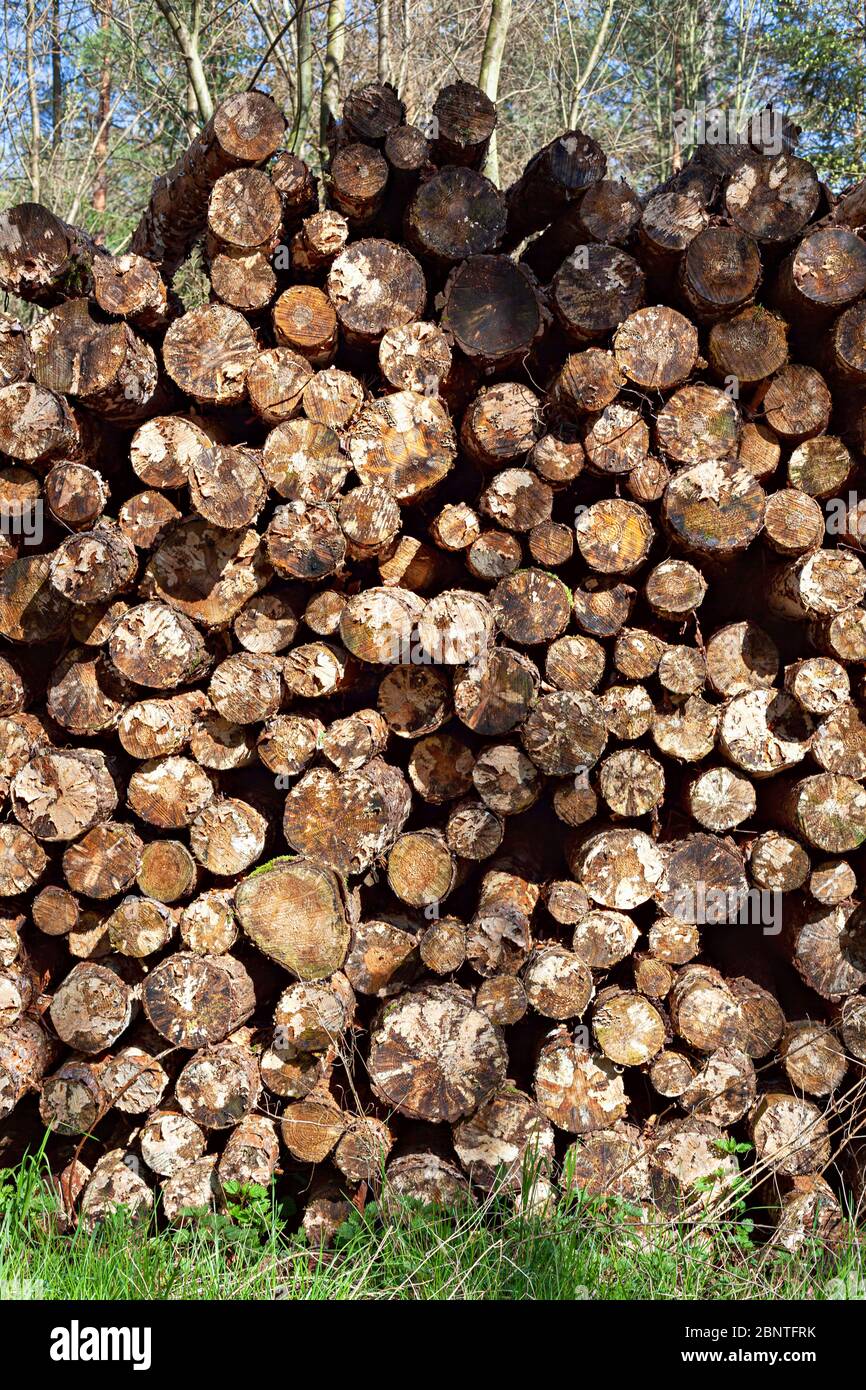 Forest pine and spruce trees. Log trunks pile, the logging timber wood ...