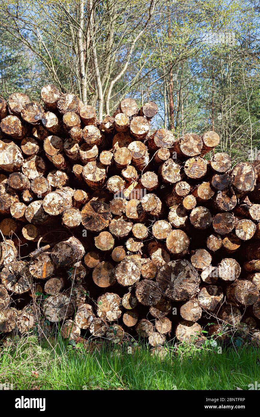 Forest pine and spruce trees. Log trunks pile, the logging timber wood ...