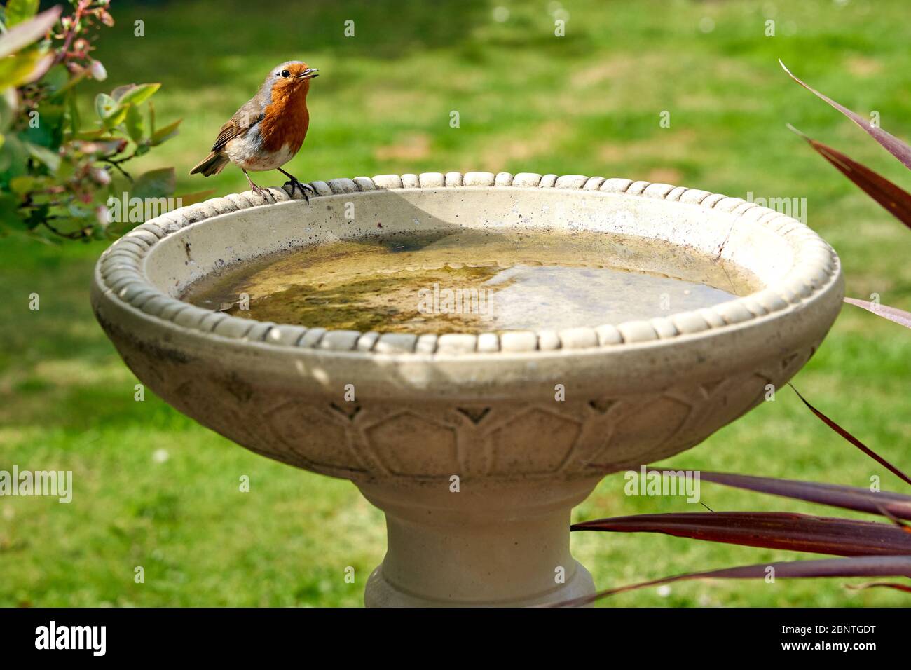 Robin bird bath hi-res stock photography and images - Alamy