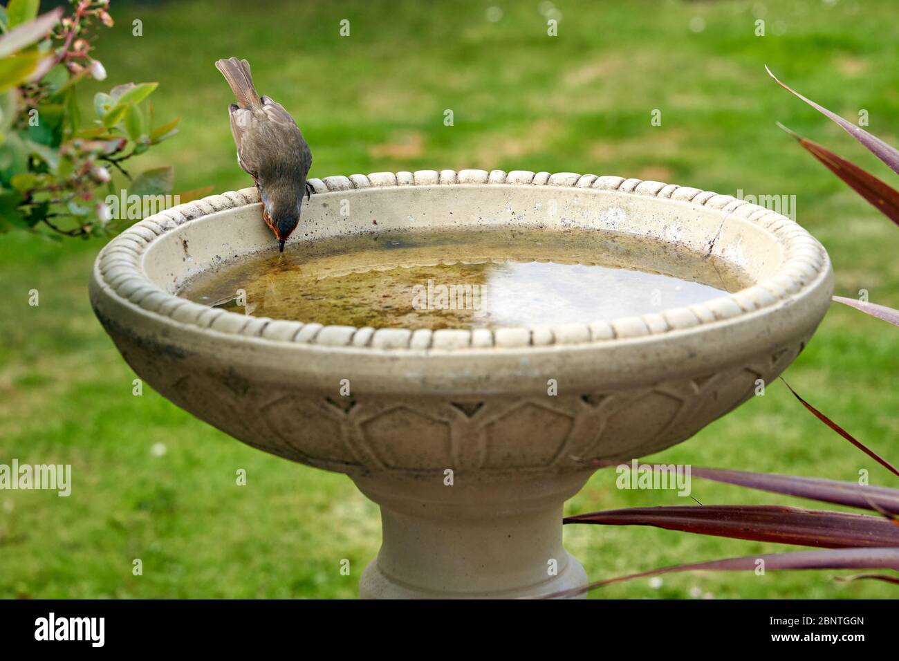 Robin at a back garden bird bath in South Wales, UK Stock Photo - Alamy