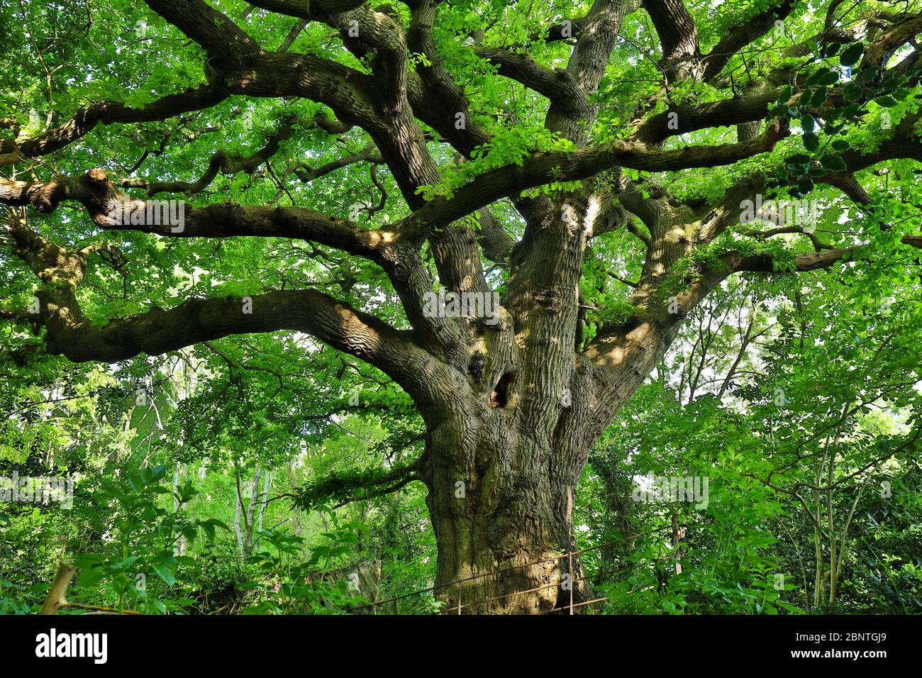 Dense foliage over a centenary Oak tree in the Green Forest Stock Photo ...