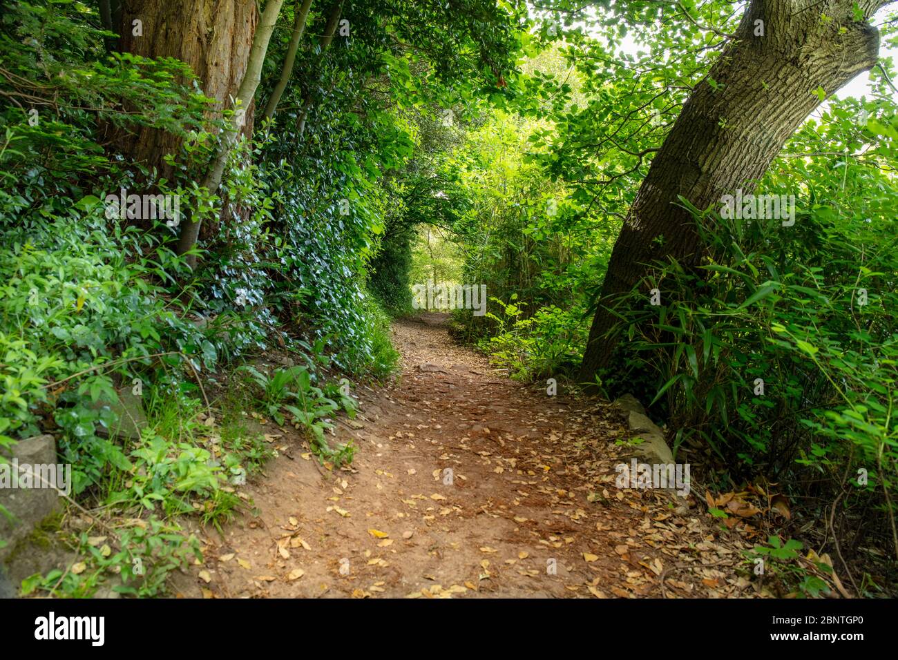 Footpath in the green forest in a spring sunny morning Stock Photo - Alamy